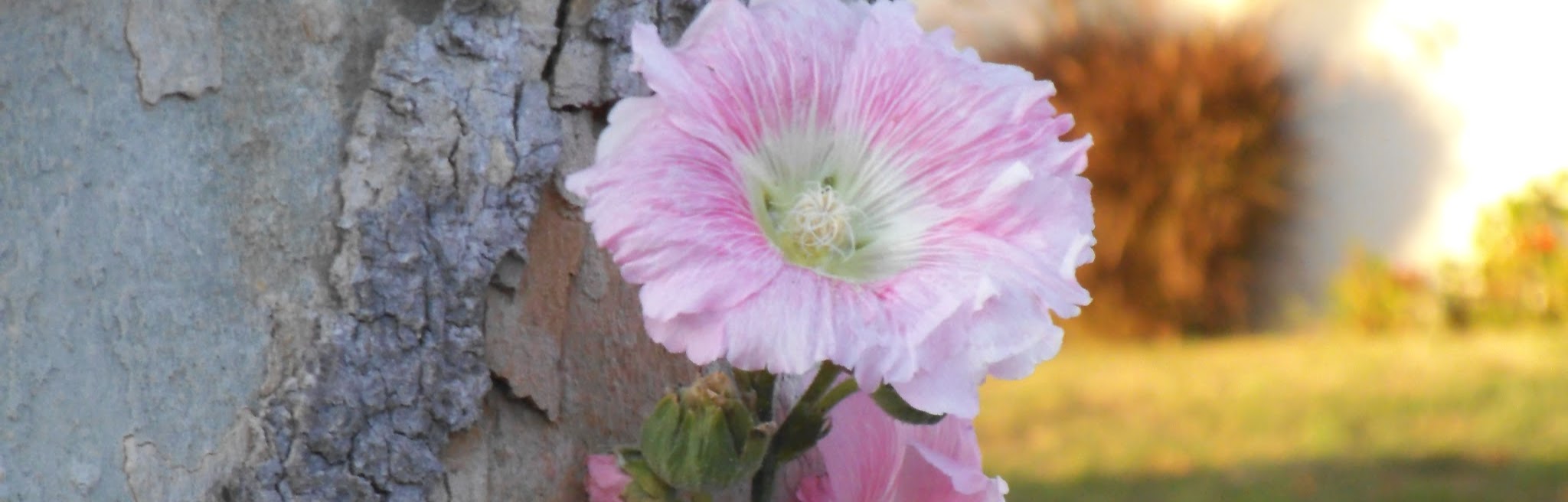 Read Only by HTML5 UP