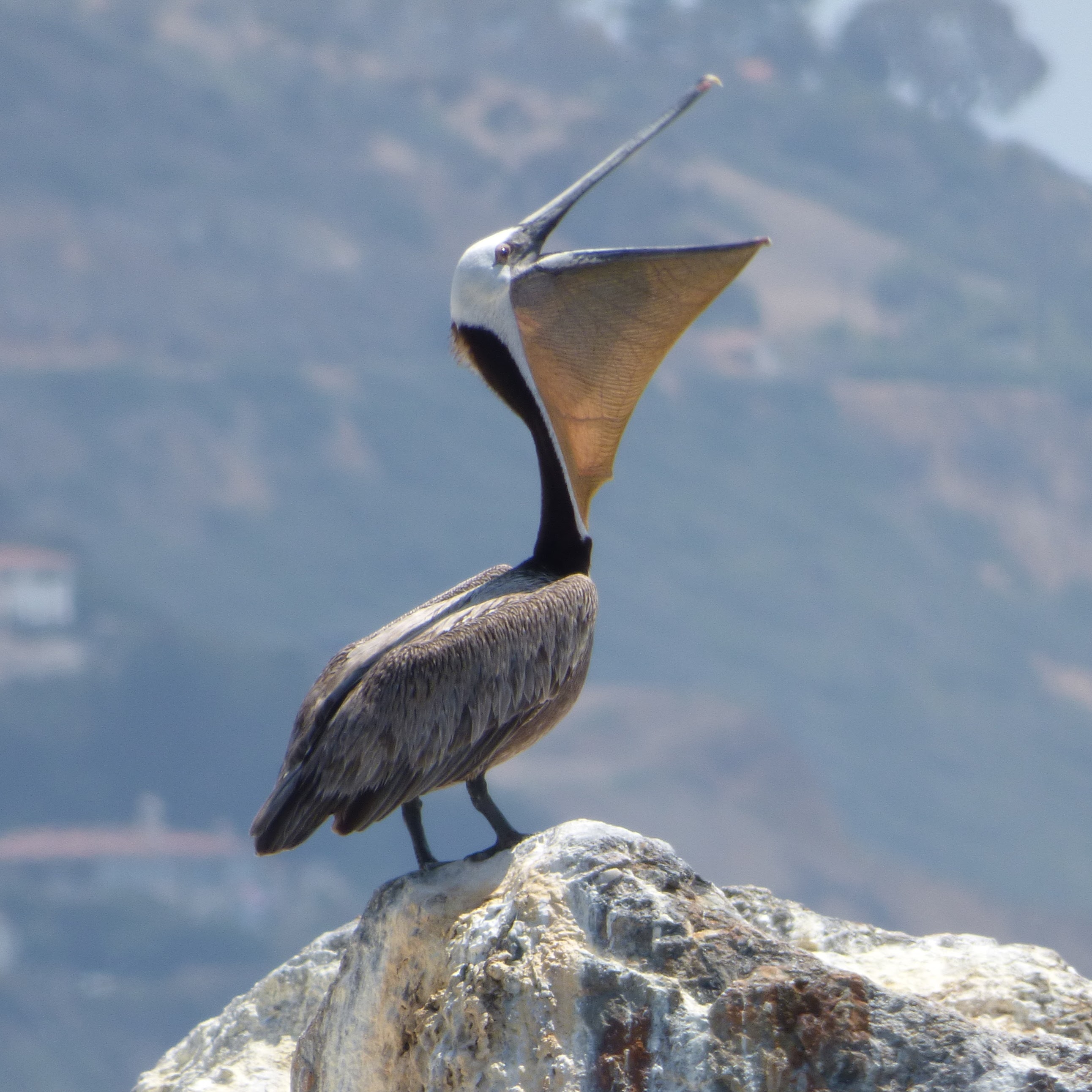 Read Only by HTML5 UP